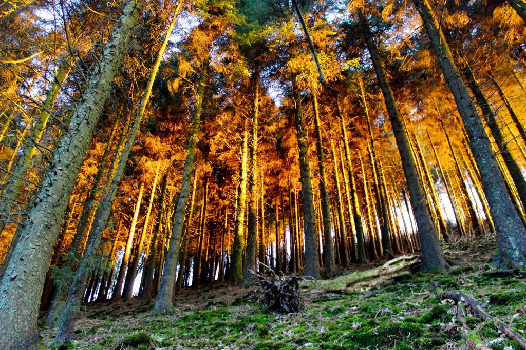 Macclesfield Forest - CPRE Cheshire