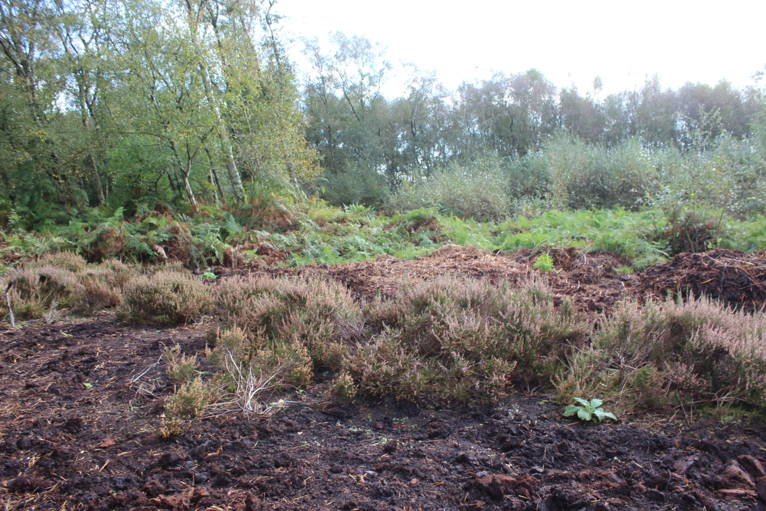 Discover Cheshire's bogs and peatlands - CPRE Cheshire