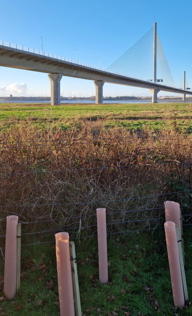 Hedgerow Planting in Runcorn - Hedgerow Heroes - CPRE Cheshire